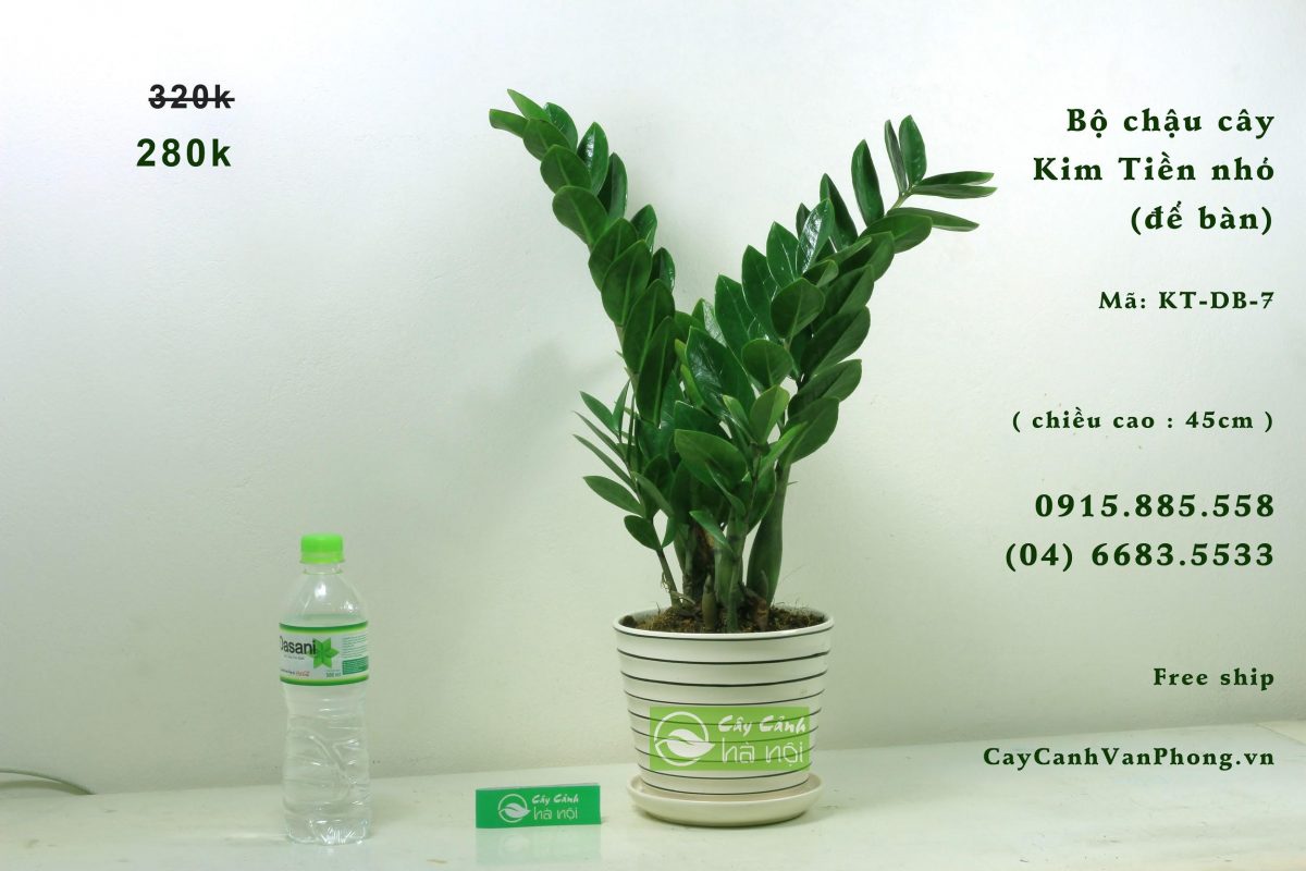 Cây kim tiền ứng dụng trong văn phòng và phong thủy